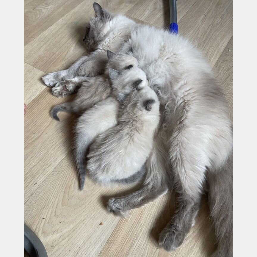 Котята (мать невская маскарадная)
