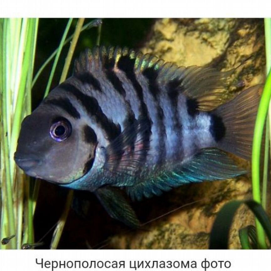 Аквариумные рыбки