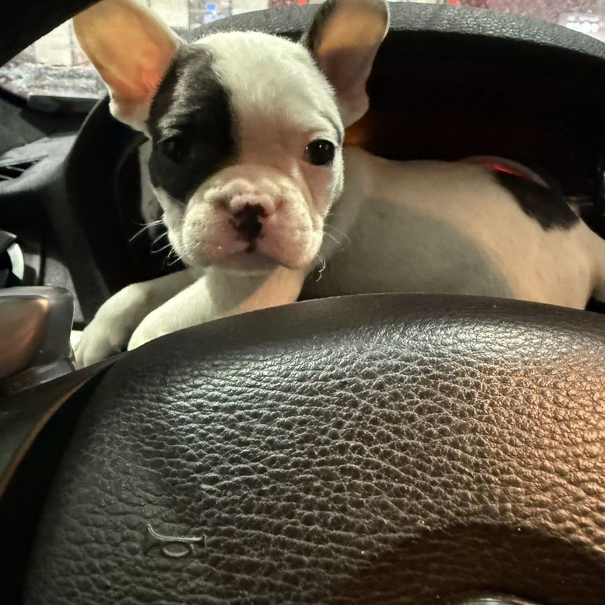 Французский бульдог