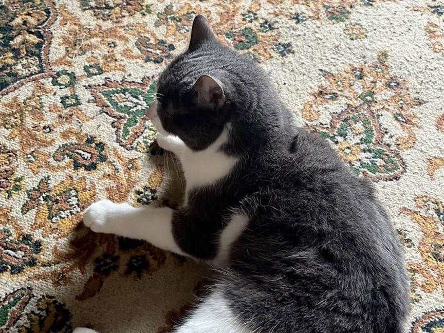 Отдам кота в добрые руки