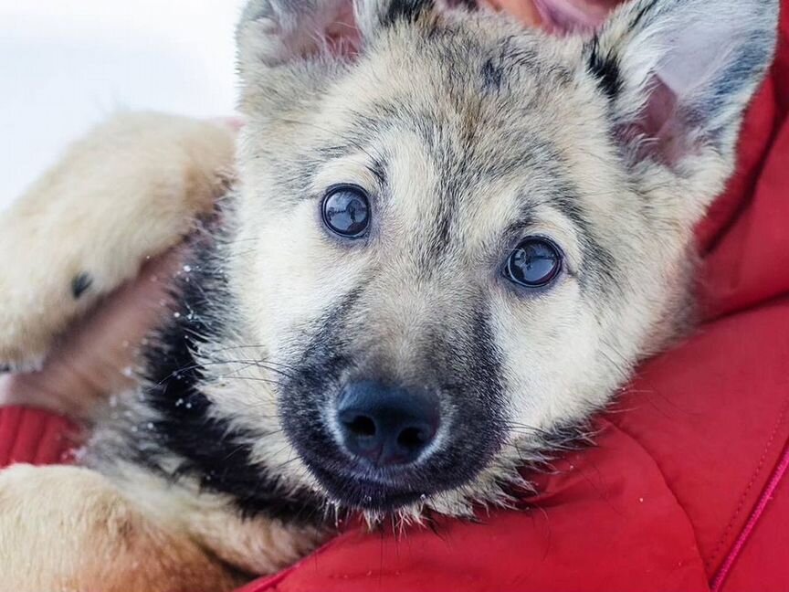 Щенок ищет дом - заметьте малышку