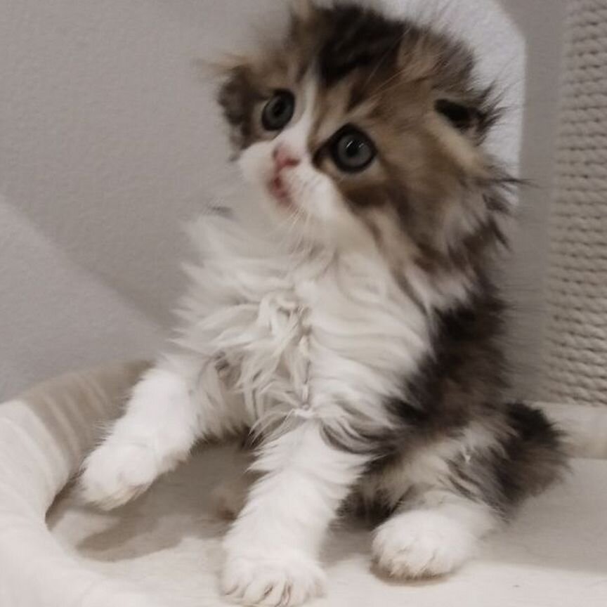 Шотландский котик