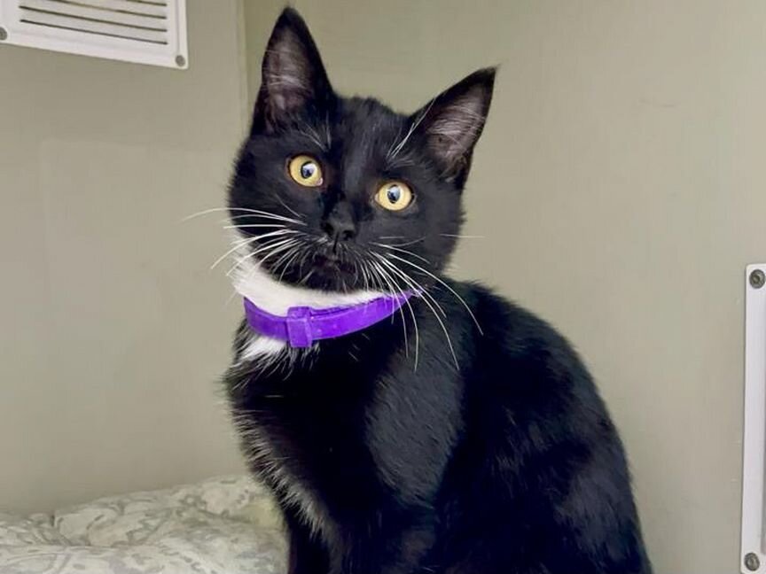 Котенок