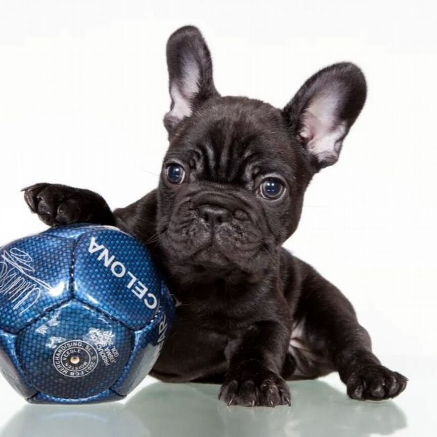 Французский бульдог