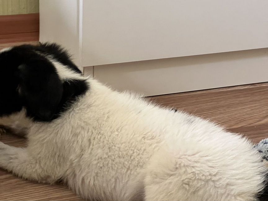 Отдам бесплатно бордер колли