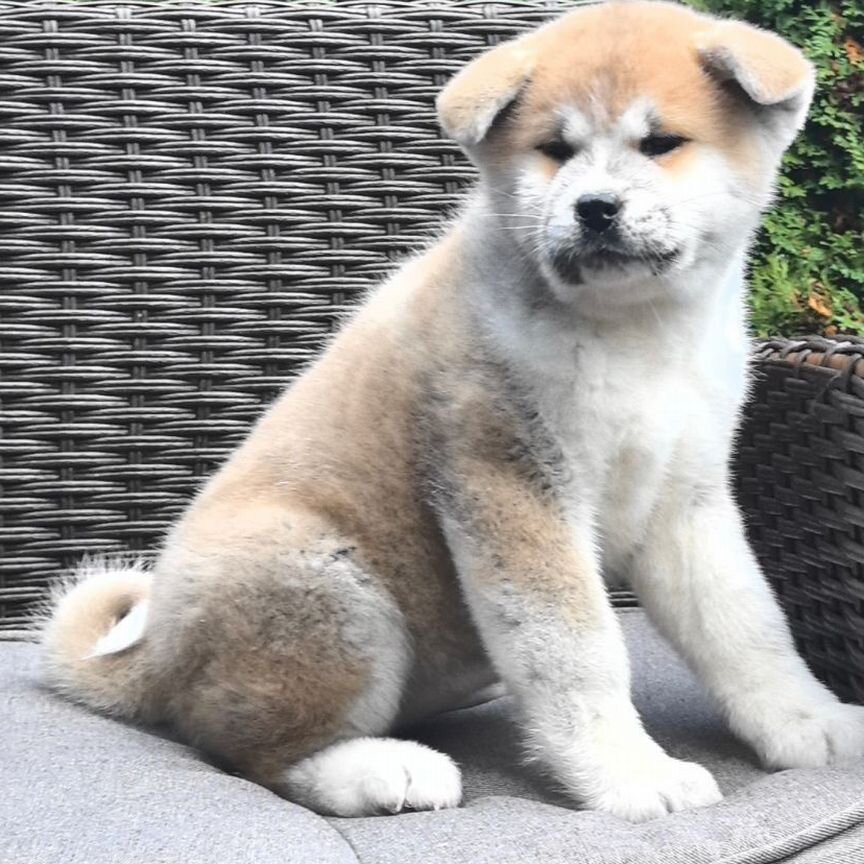 Акита-ину, щенок