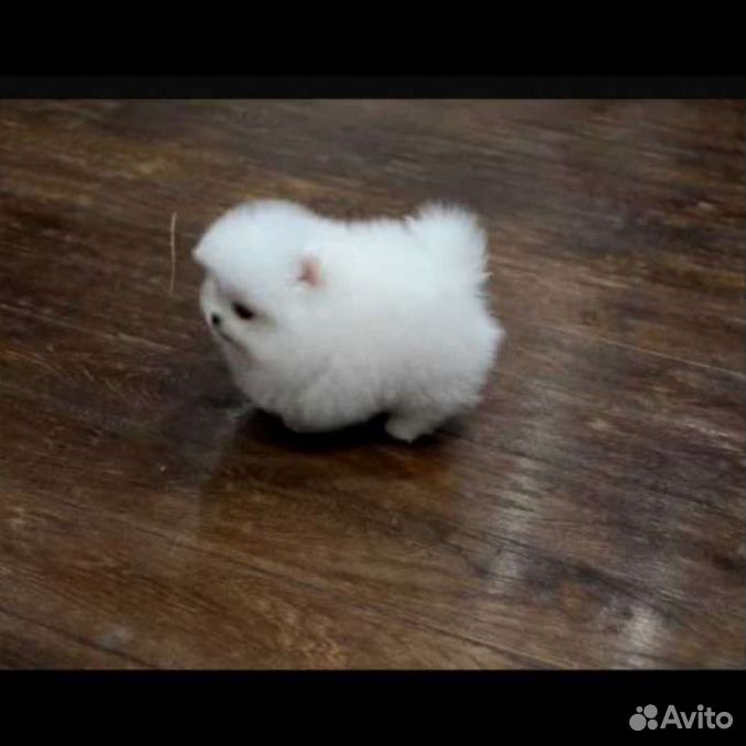 Шпиц,щенки шпица,шпицули