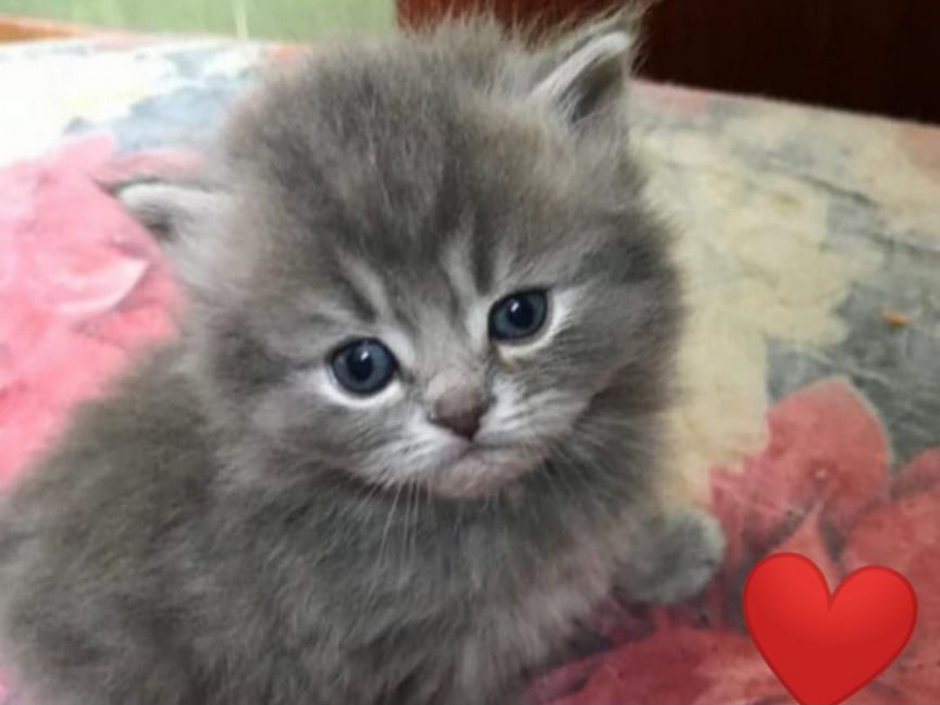 Британская лапуля