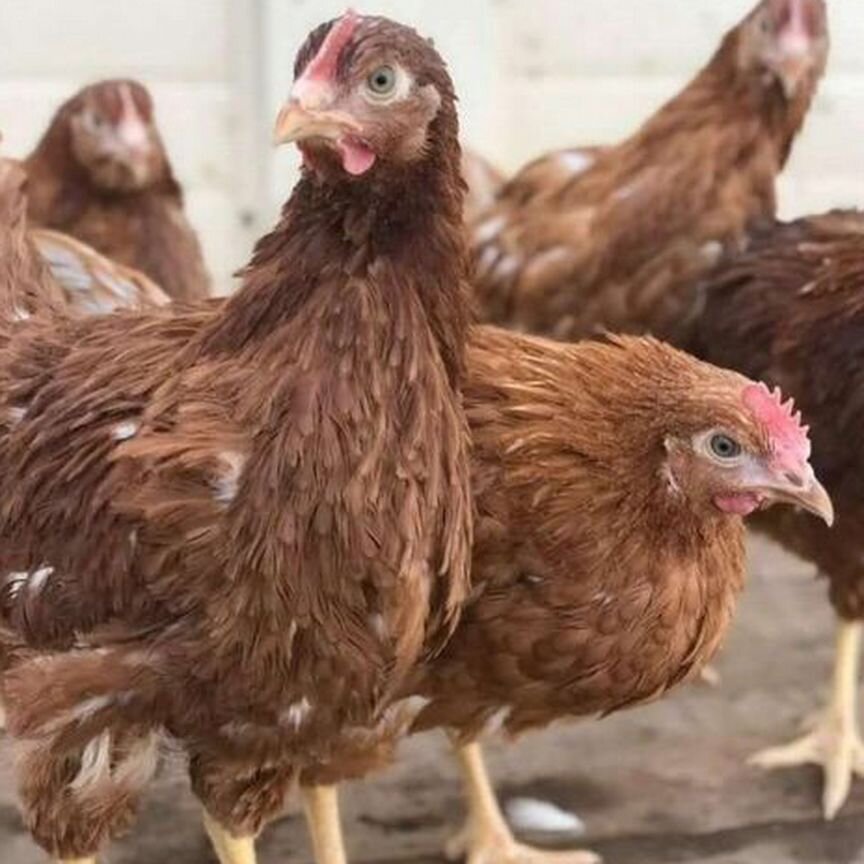 Куры молодки