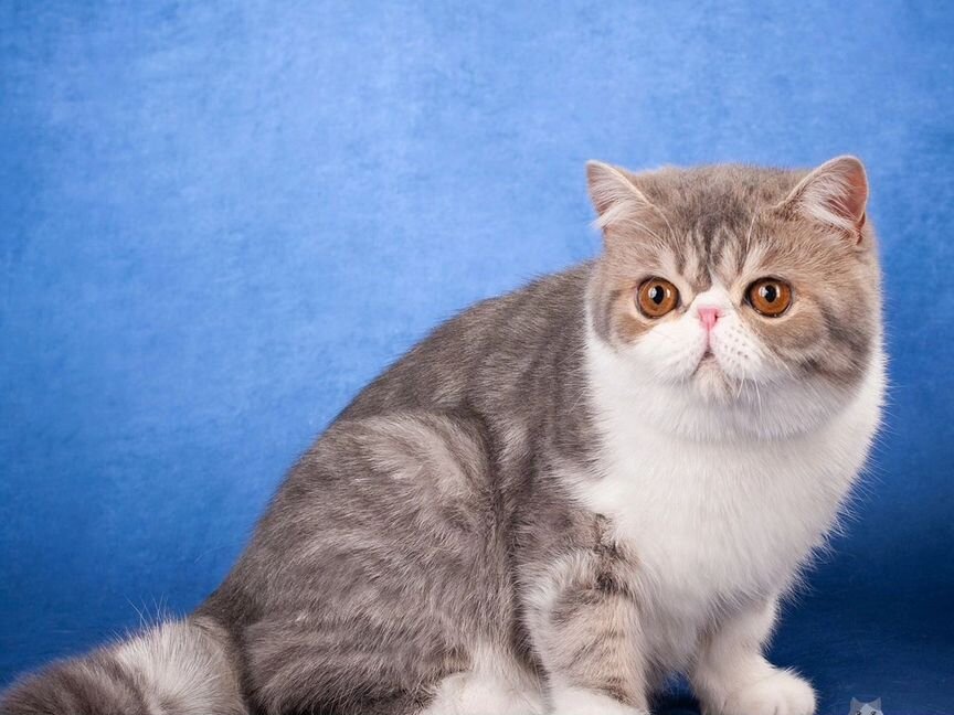 Очень ласковый котик в лучшие ручки