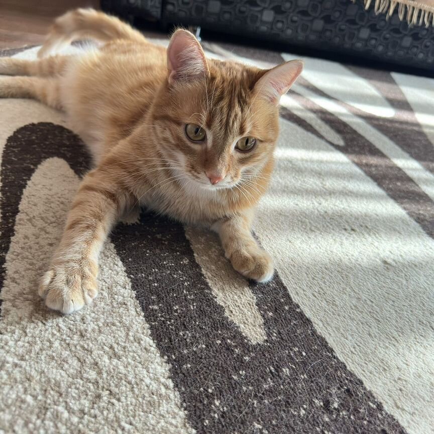Отдам кота в добрые руки бесплатно