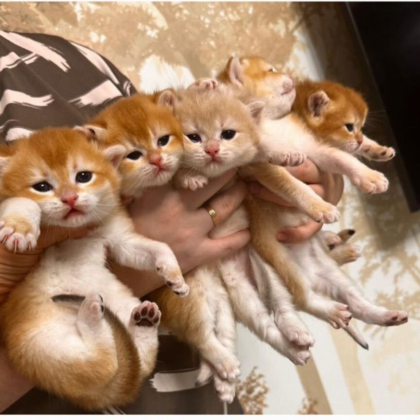 Британские котята золотая шиншилла