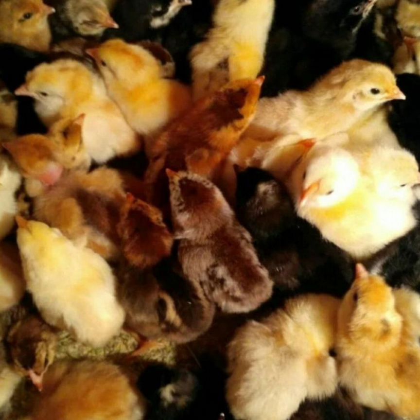 Инкубация любого яйца, вывод под заказ