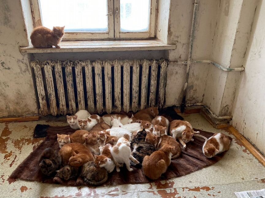 Рыжие кошки в дар