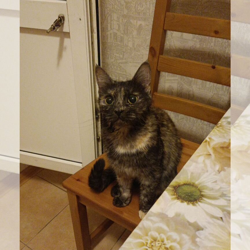 Кошка в дар