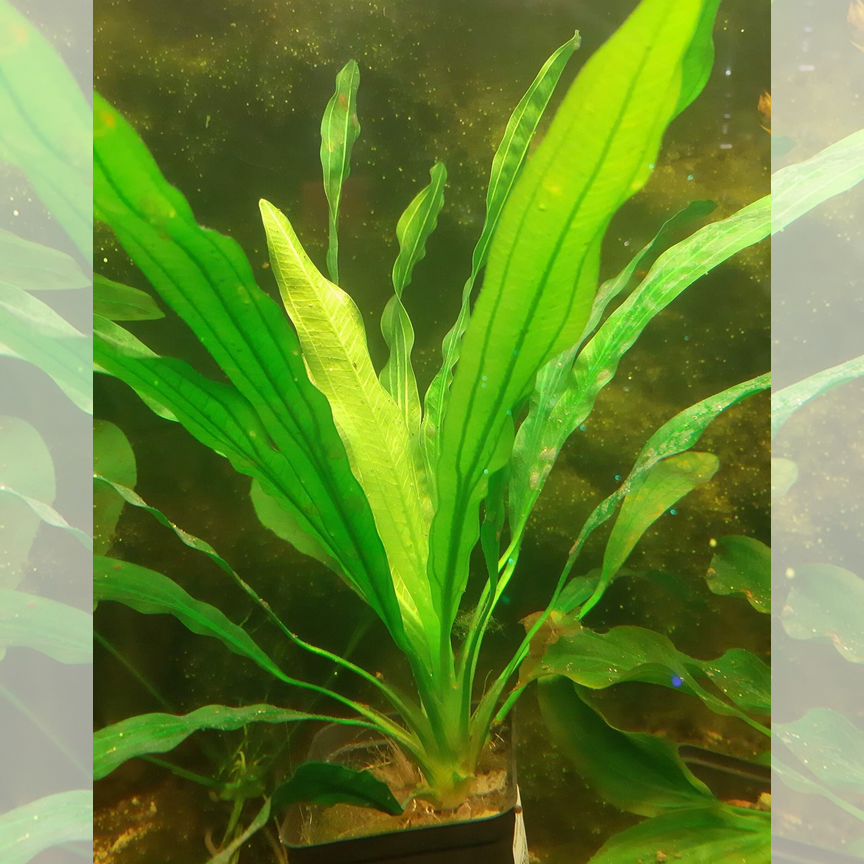 Эхинодорус горемана Монте Карло