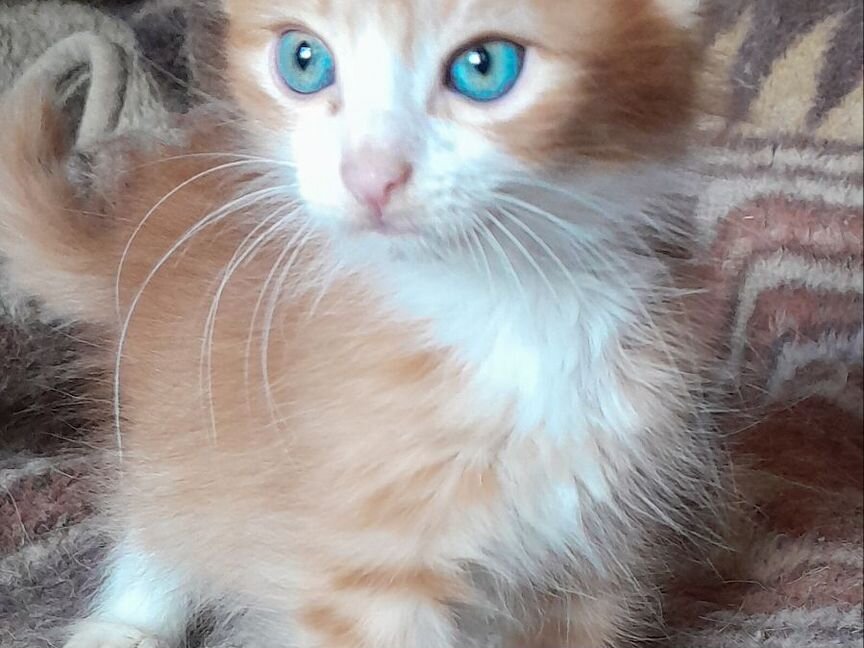 Кошка бесплатно