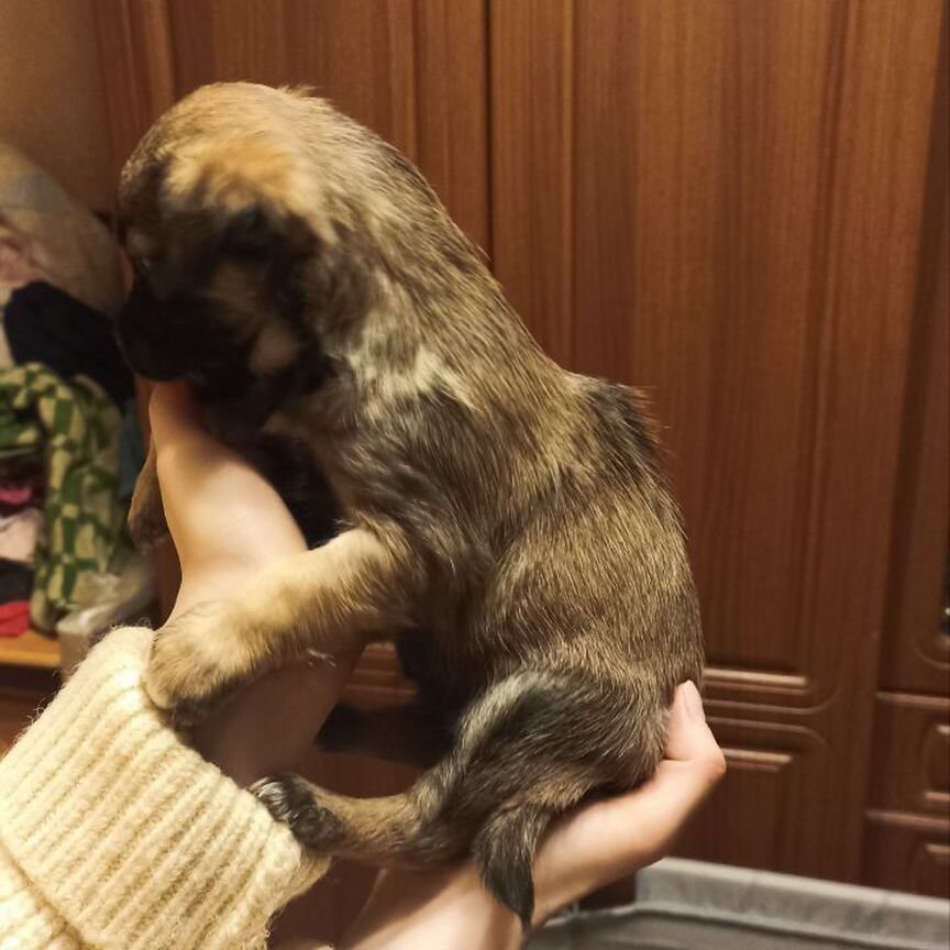 Щенки в добрые руки