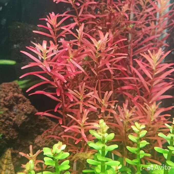 Мох Камерун и ротала хра