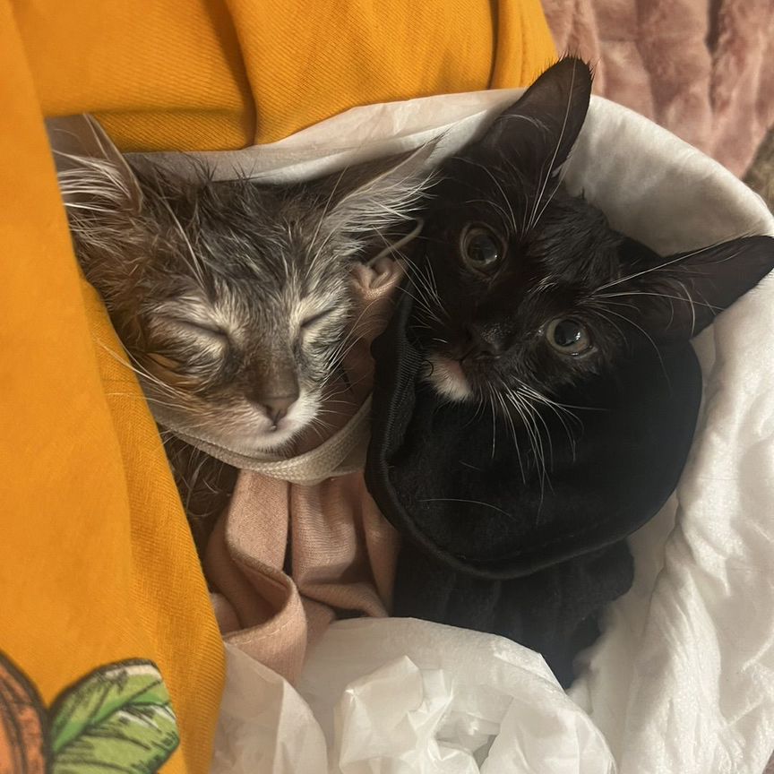 Милашки котята