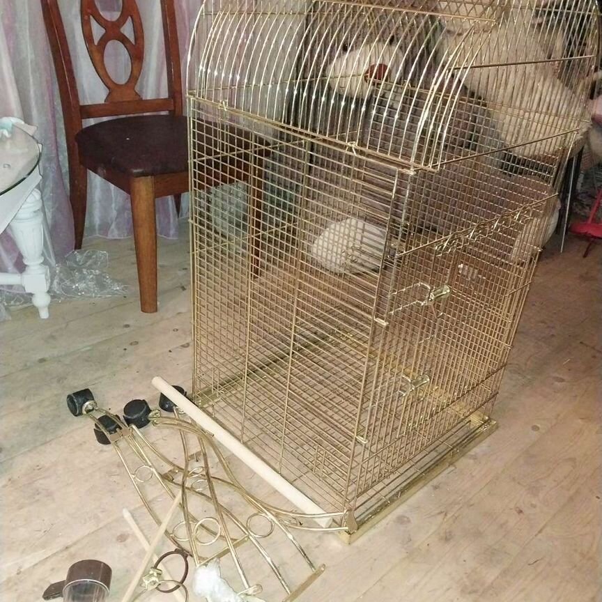 Клетка
