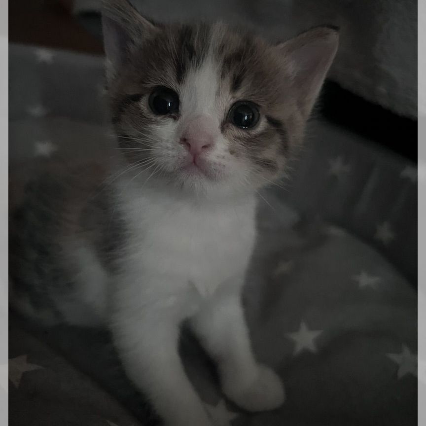 Котенок девочка бесплатно трехцветная