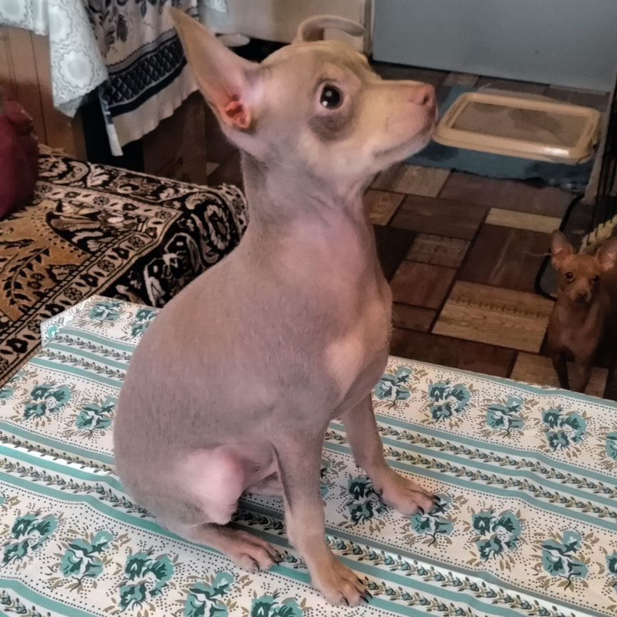 Русский той-терьер, щенок