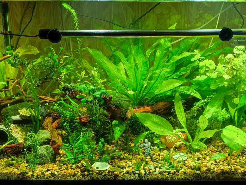 Аквариумные растения