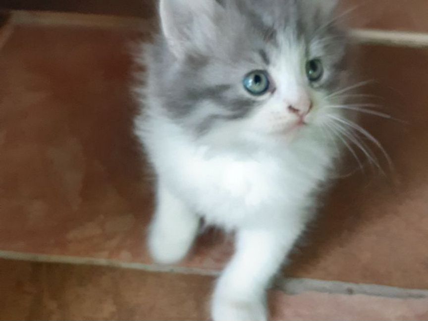 Котенок в добрые руки