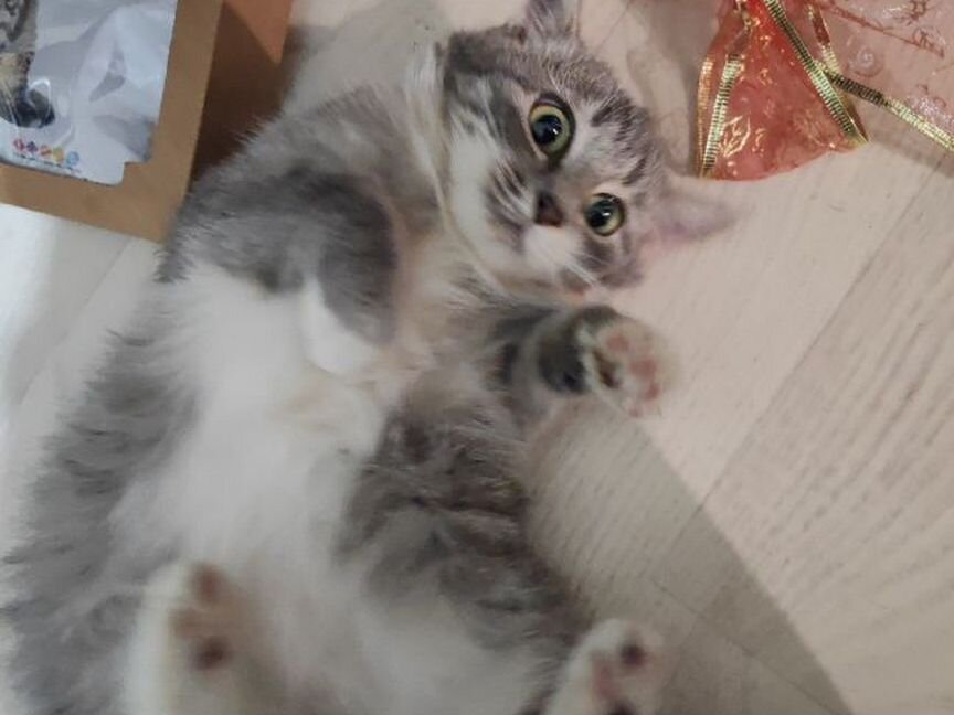 Кошка котёнок 4 мес