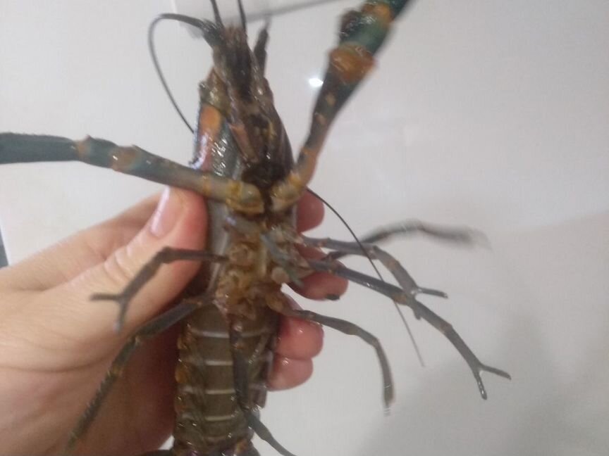 Аккр австралийский красноклешневый рак