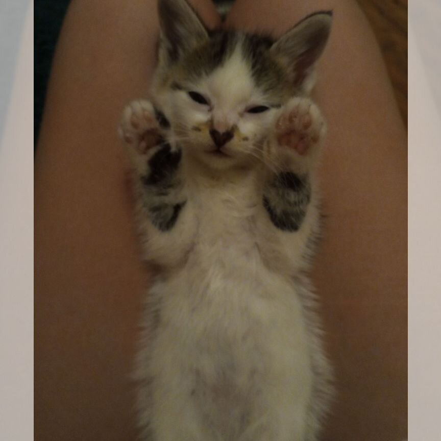 Котёнок в добрые руки