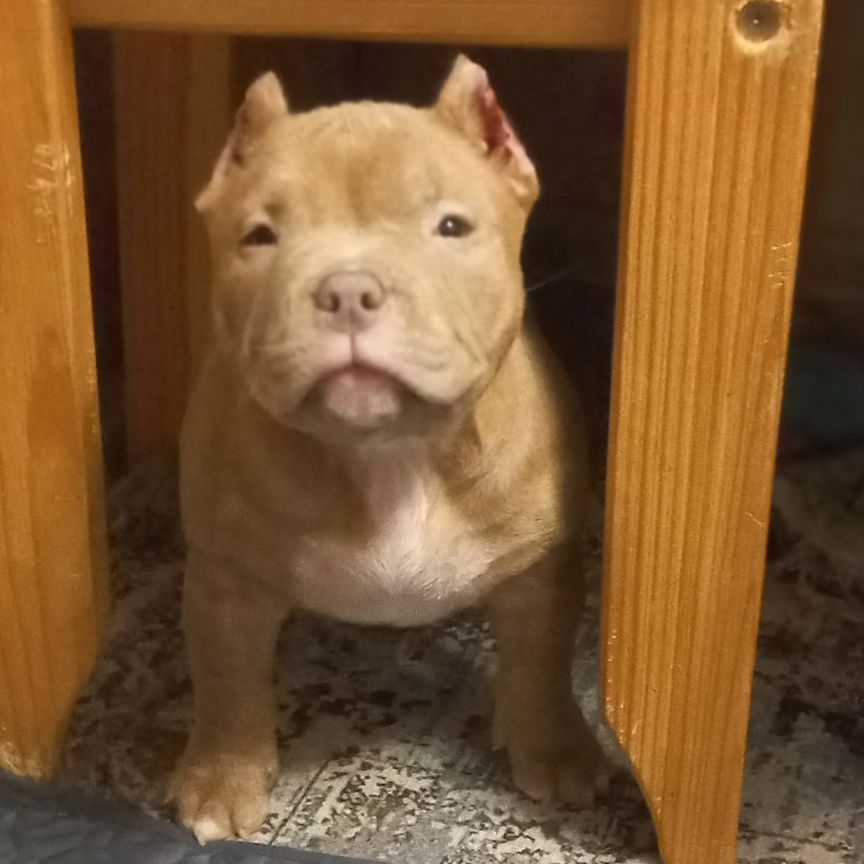 Американский булли, щенок