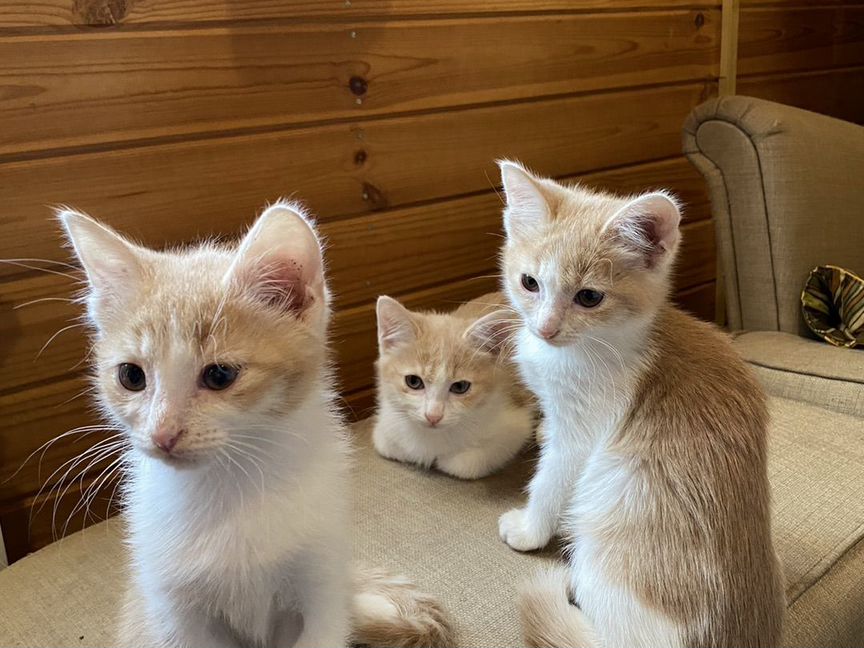 Котята в добрые руки