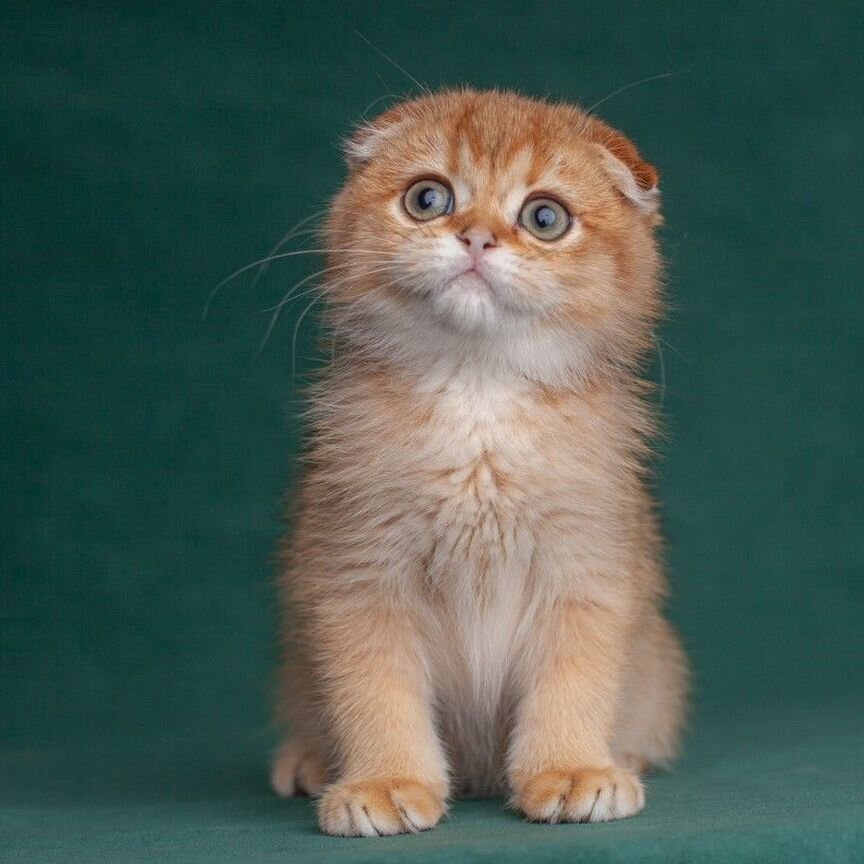 Улетный малыш