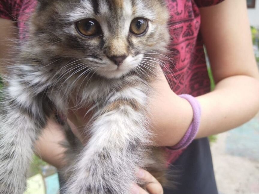 Вислоухая трехцветка на счастье