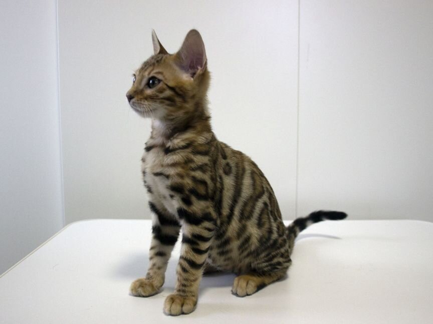 Бенгальские мальчуганы: розетка на золоте