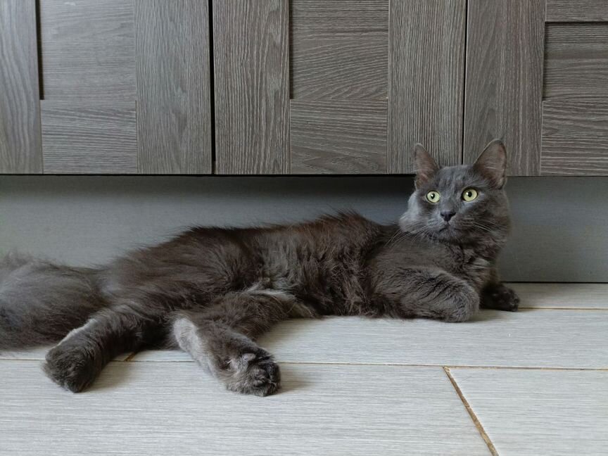 Сибирская кошка