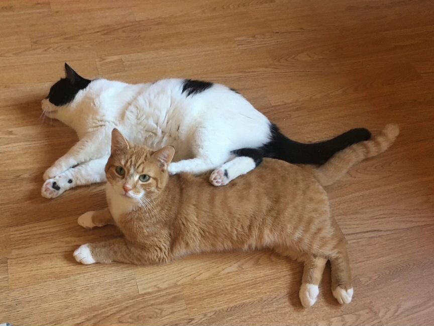 В добрые руки