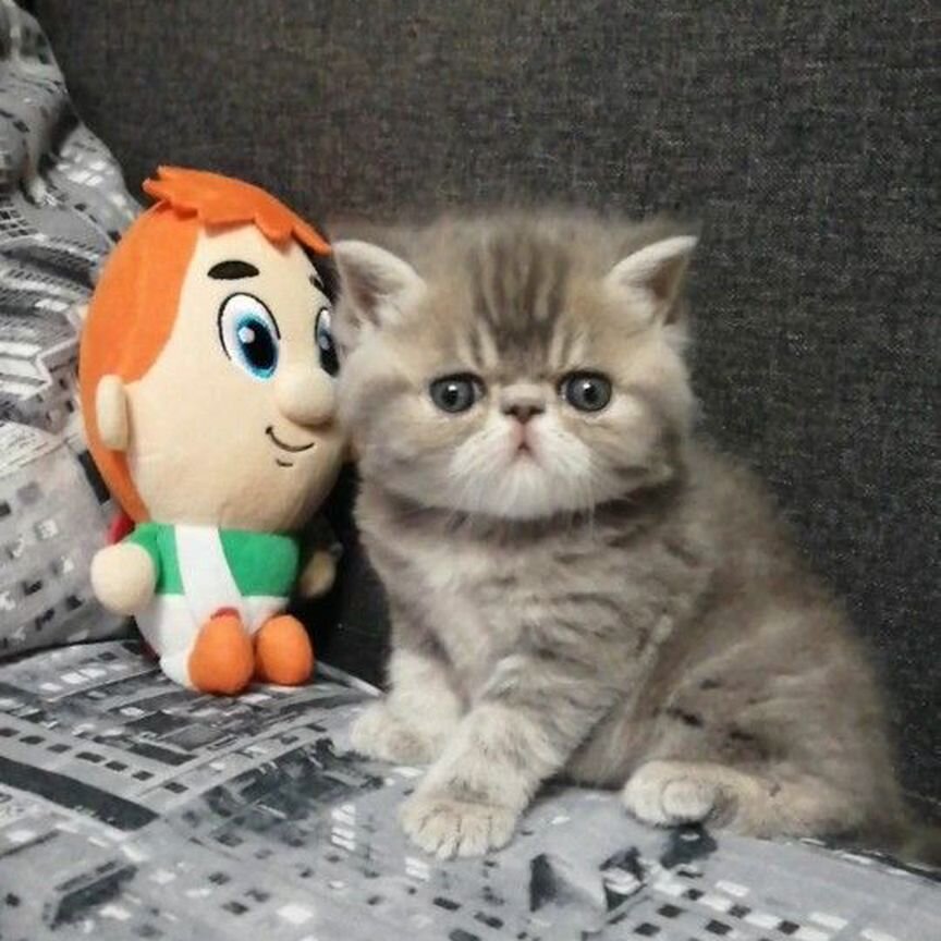 Экзотик плюшевый