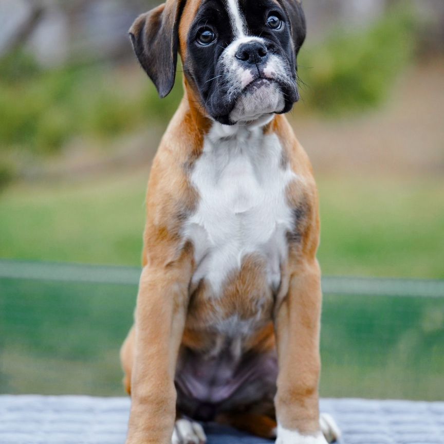 Очаровательные рыжие боксерчики