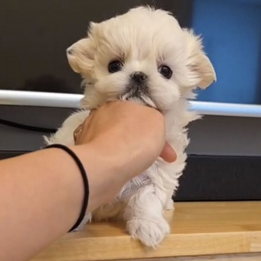 Мальтийская болонка, щенок