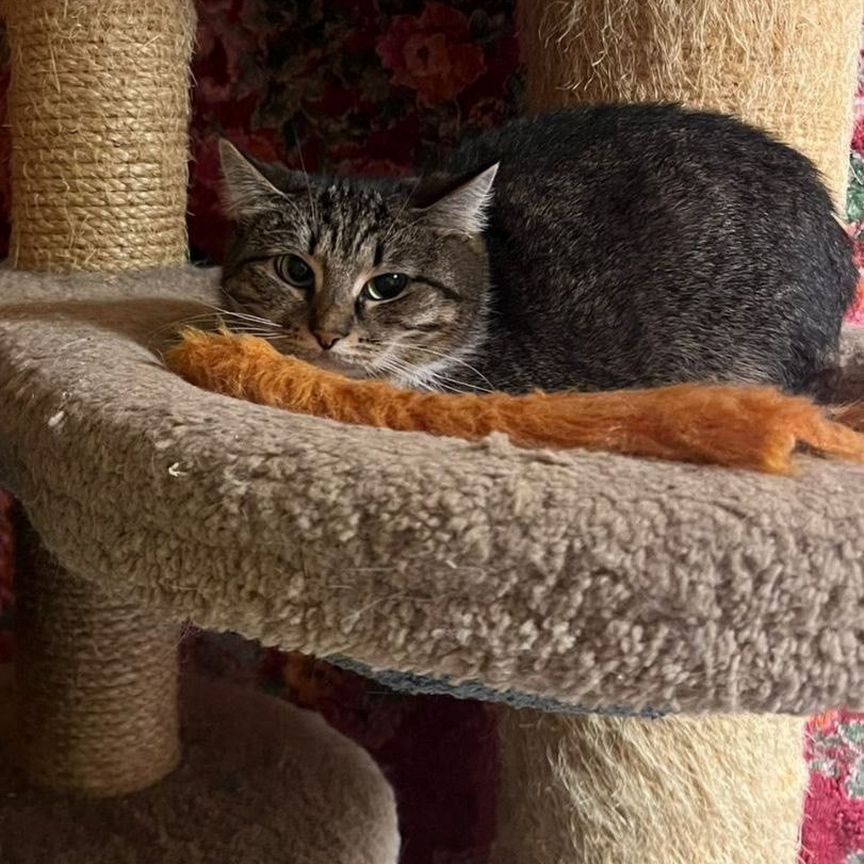 Кошечка Эда