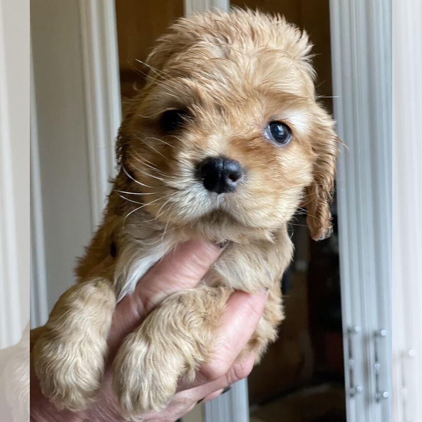 Американский кокер-спаниель, щенок