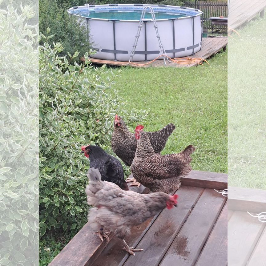 Куры несушки доминант