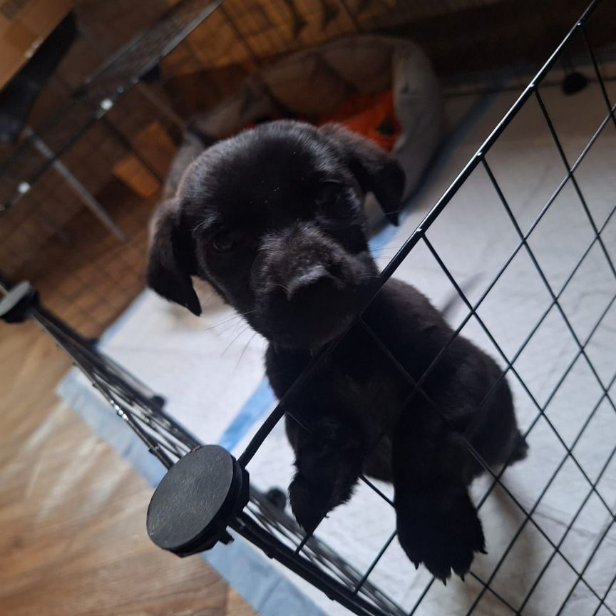 Щенок в добрые руки