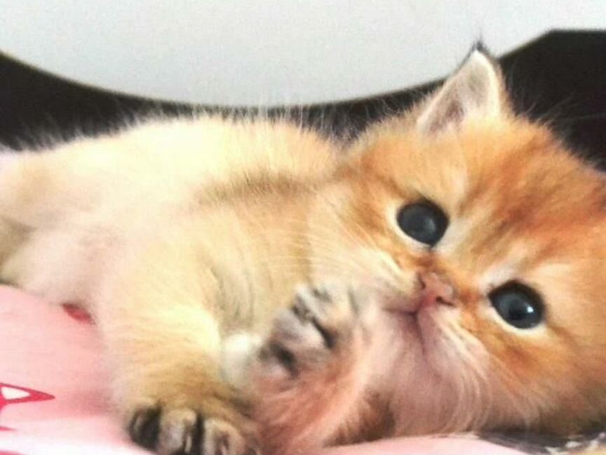 Британские золотые котята, самые ласковые