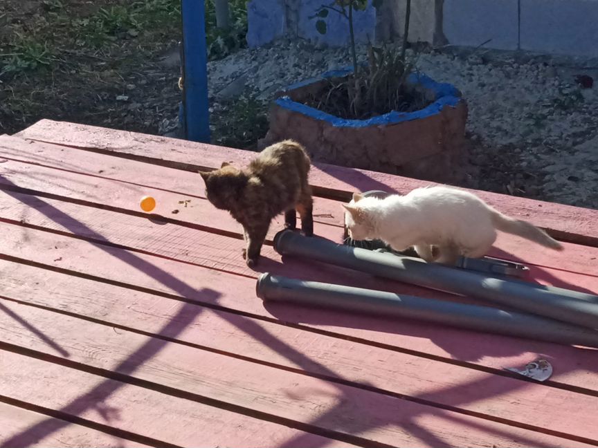 Котята красивые породистые