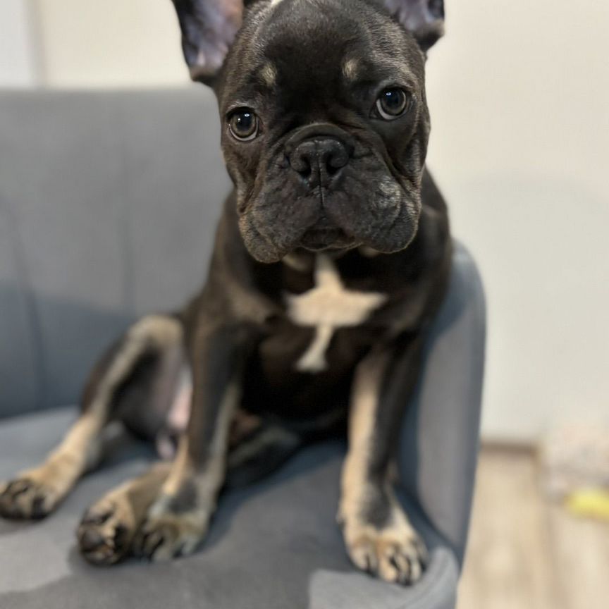 Французский бульдог, щенок