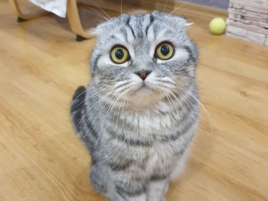 Шотландский кот ищет кошку на вязку